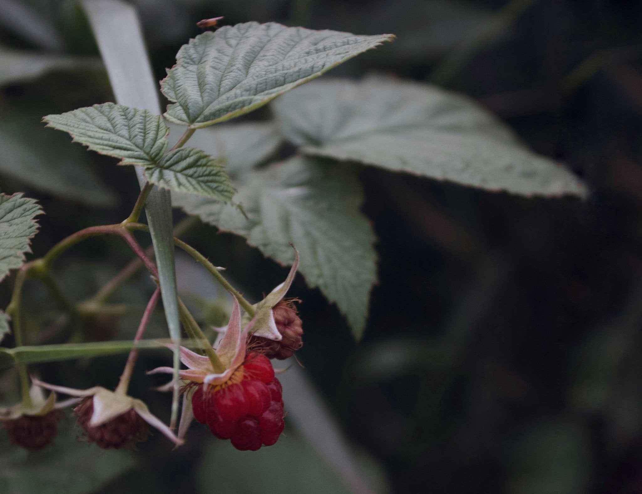 Red Raspberry Leaf: The Queen of Womb-Toning Herbs – THE HEALING TREE ...